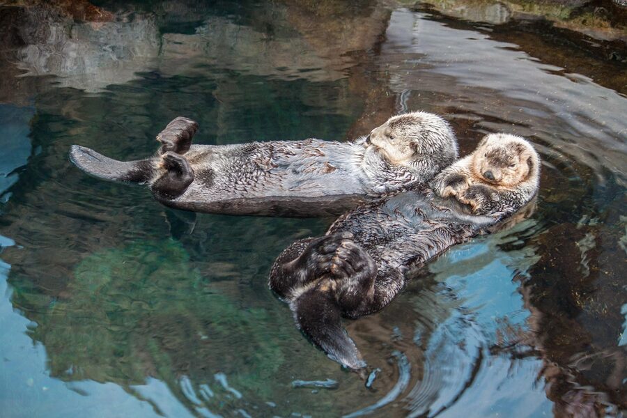 Relaxed sea otter floating on back at Lisbon Oceanário