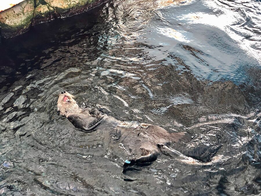 Sea otter floating at Lisbon Oceanário Pacific section