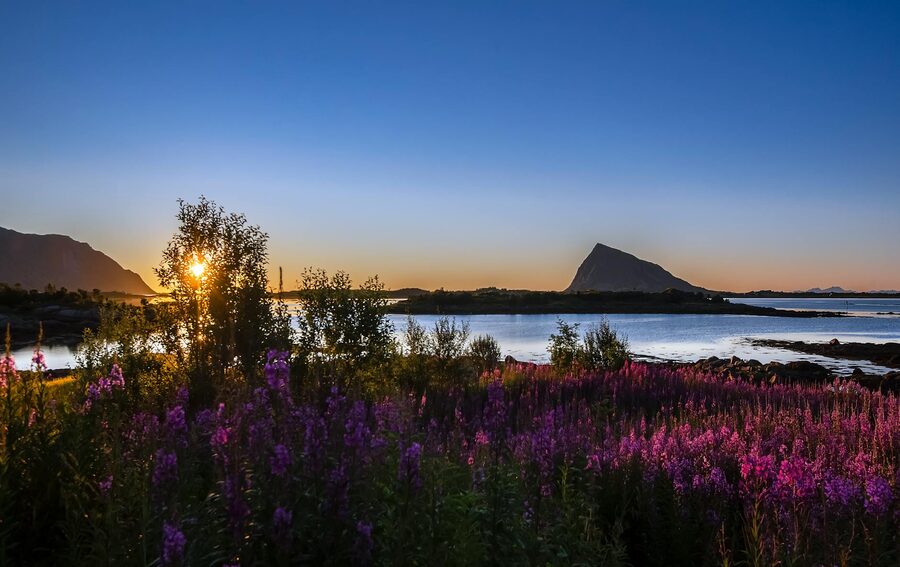 Sunset over Gimsøy in Lofoten with flowers in foreground