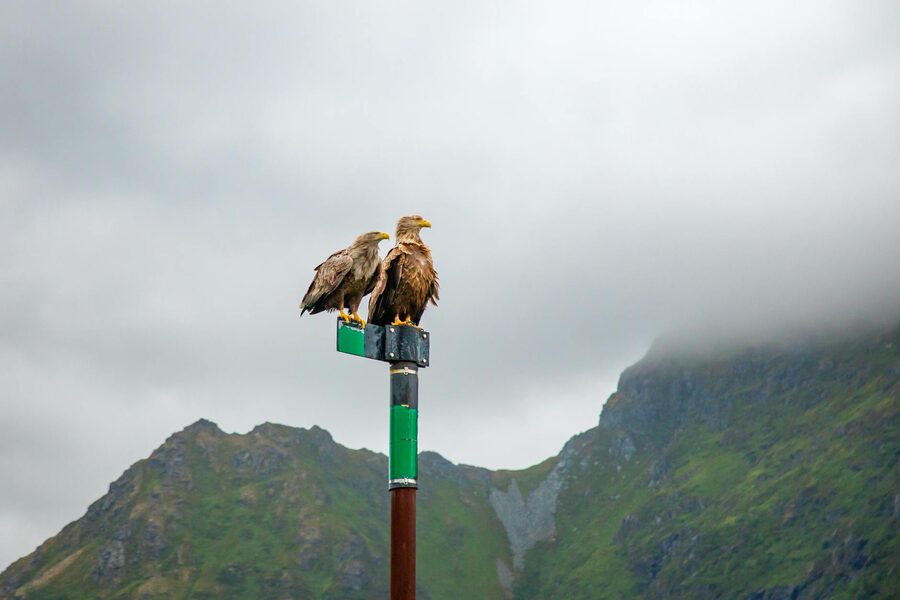 Two white-tailed eagles perched against snowy Nordland mountain peaks