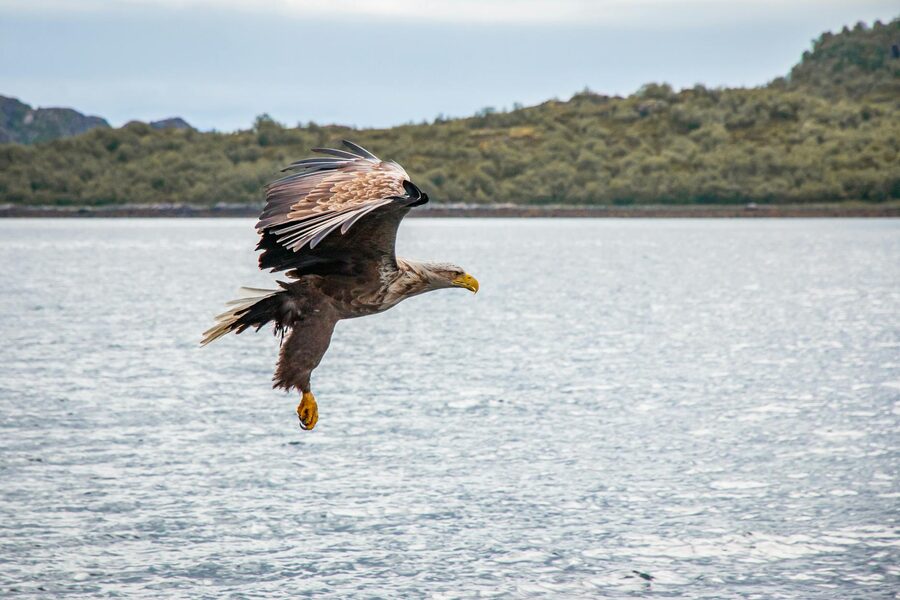 White-tailed eagle soaring above the waters of Nordland, Norway
