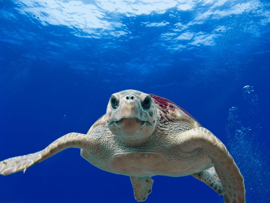 Loggerhead sea turtle close-up underwater