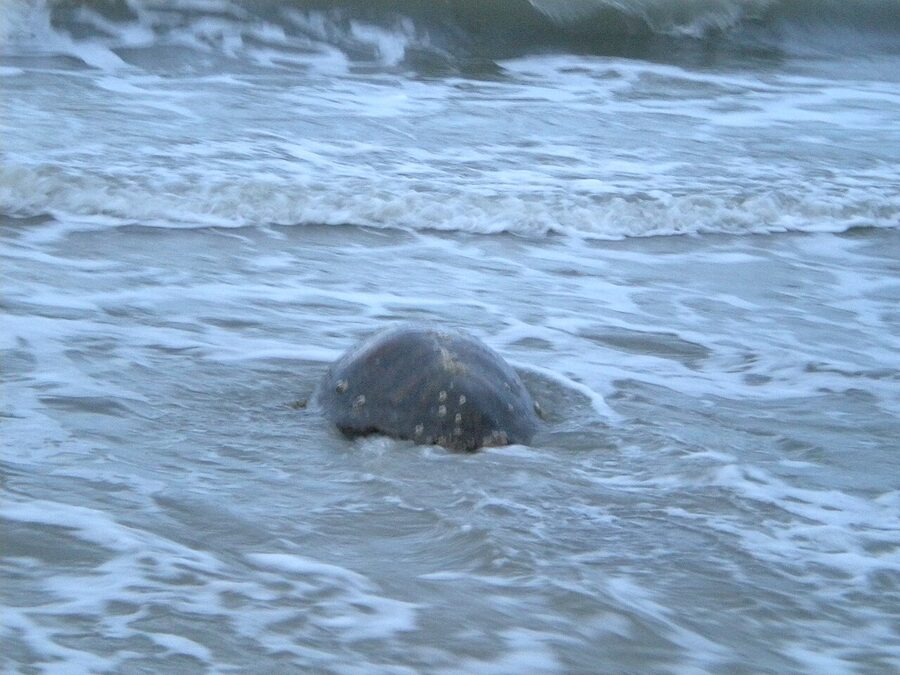 Loggerhead sea turtle returning to sea