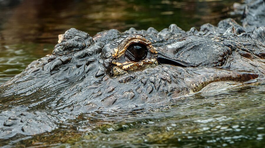 American alligator at Loro Parque reptile enclosure