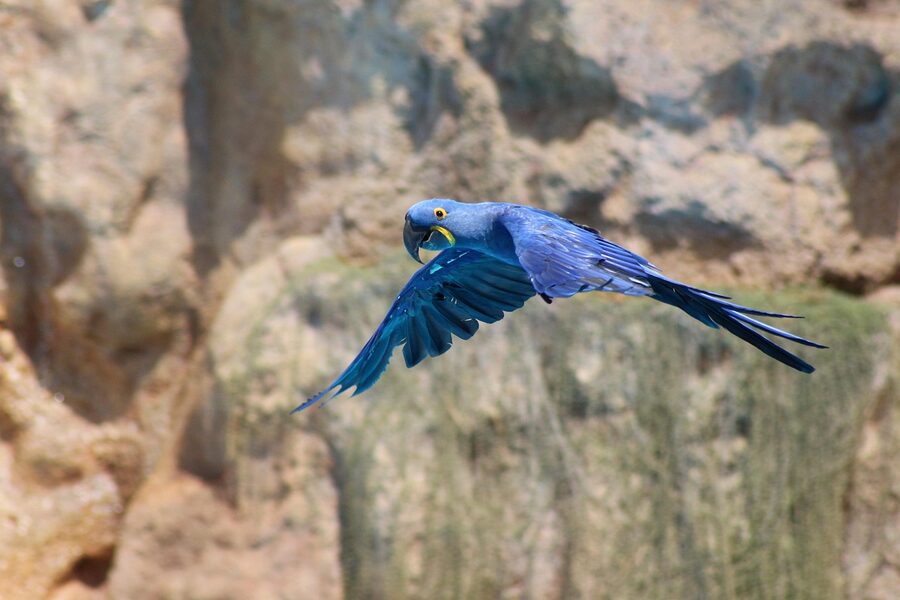 Close-up of a blue and gold macaw parrot at Loro Parque Tenerife