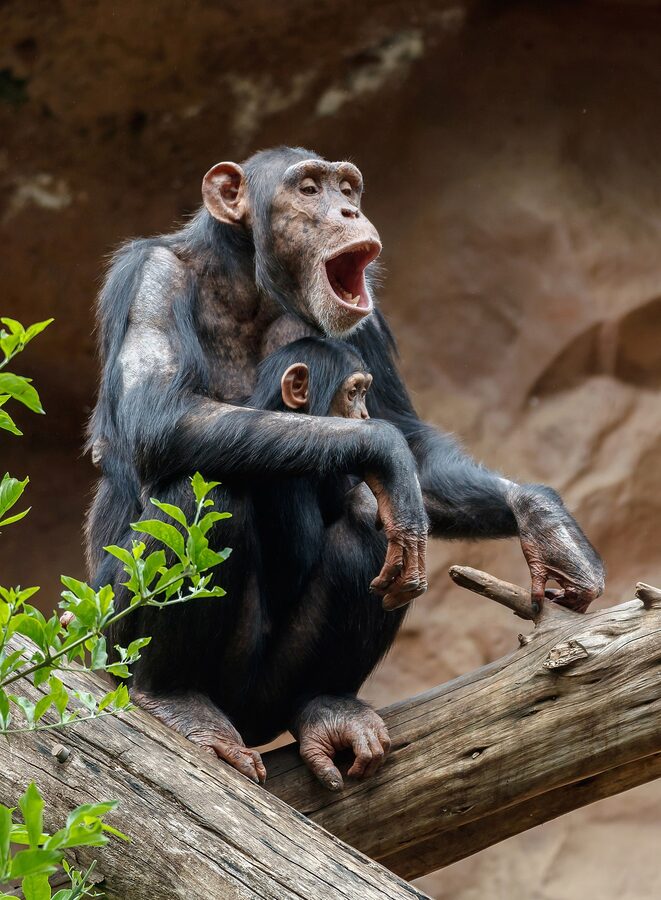Chimpanzee at the primate enclosure at Loro Parque