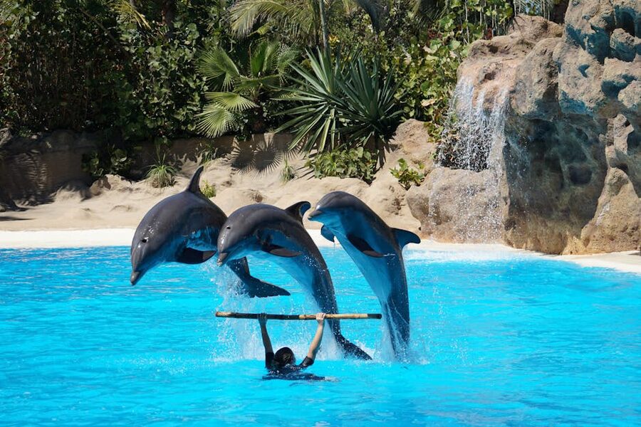 Three dolphins jumping through a hoop during the dolphin show at Loro Parque