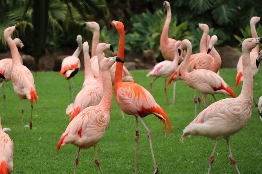 Pink flamingos on the lawn at Loro Parque Tenerife
