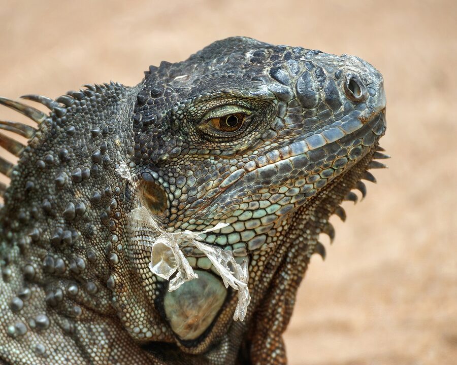 Green iguana resting in a sunlit enclosure at Loro Parque