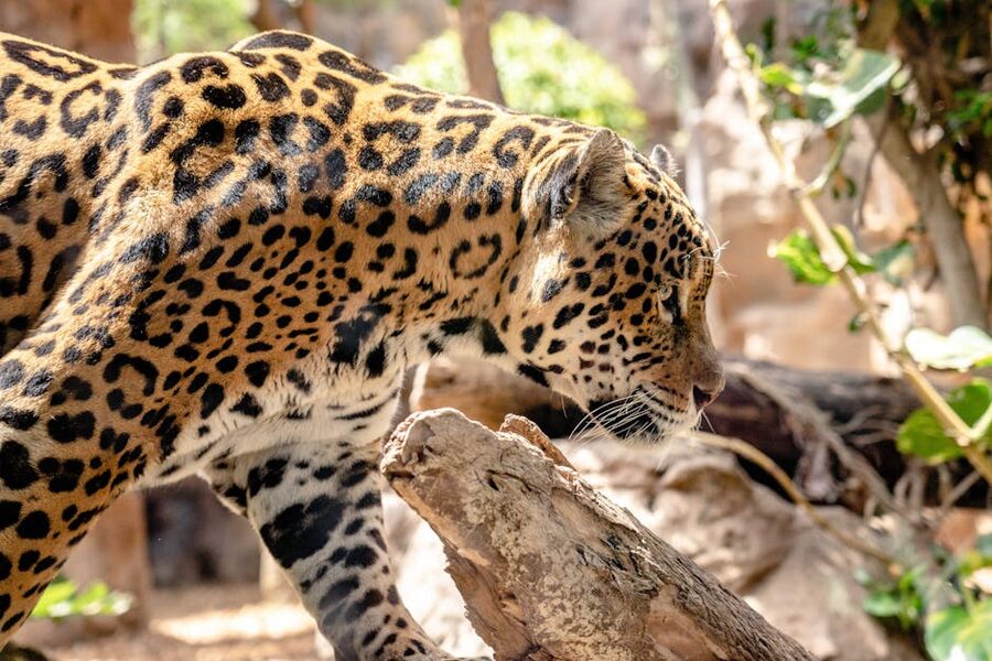 Close-up of a jaguar at Loro Parque