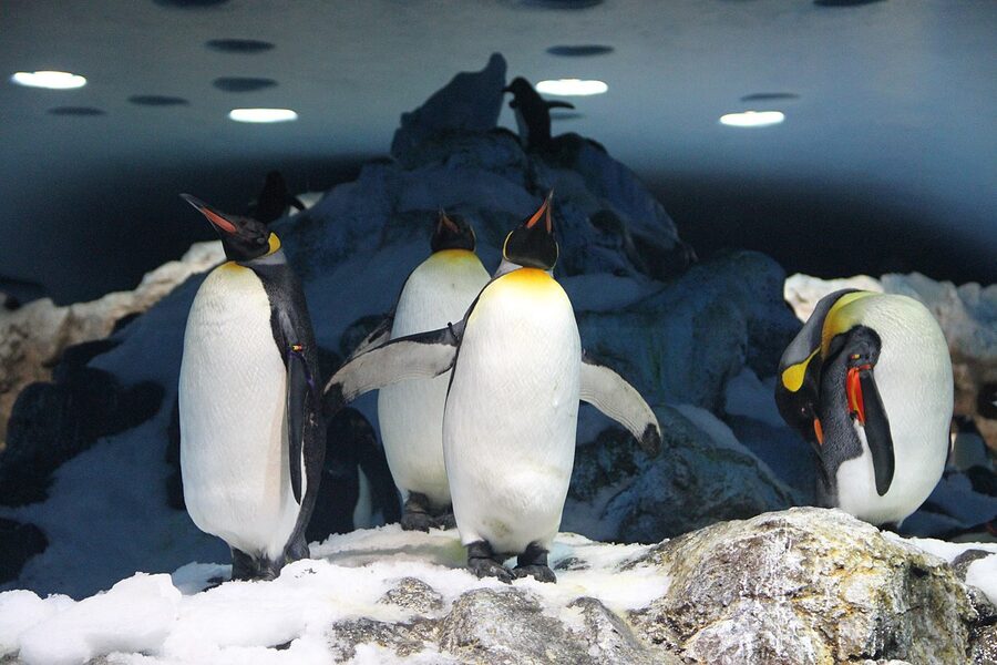 King penguins inside the Planet of Penguins at Loro Parque