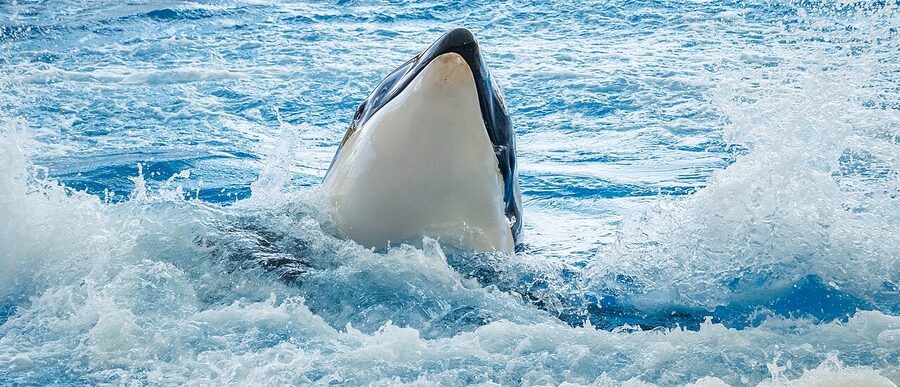 Orca in the Orca Ocean pool at Loro Parque