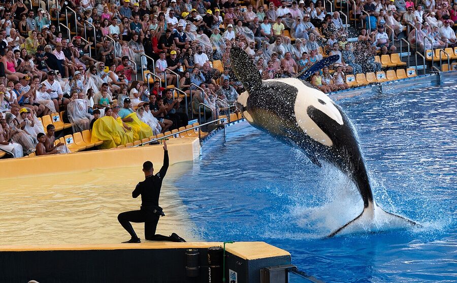 Orca show stadium with audience at Loro Parque
