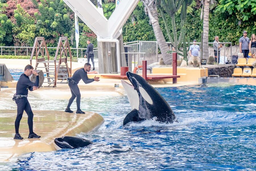Trainers working with orcas during a performance at the Loro Parque orca stadium