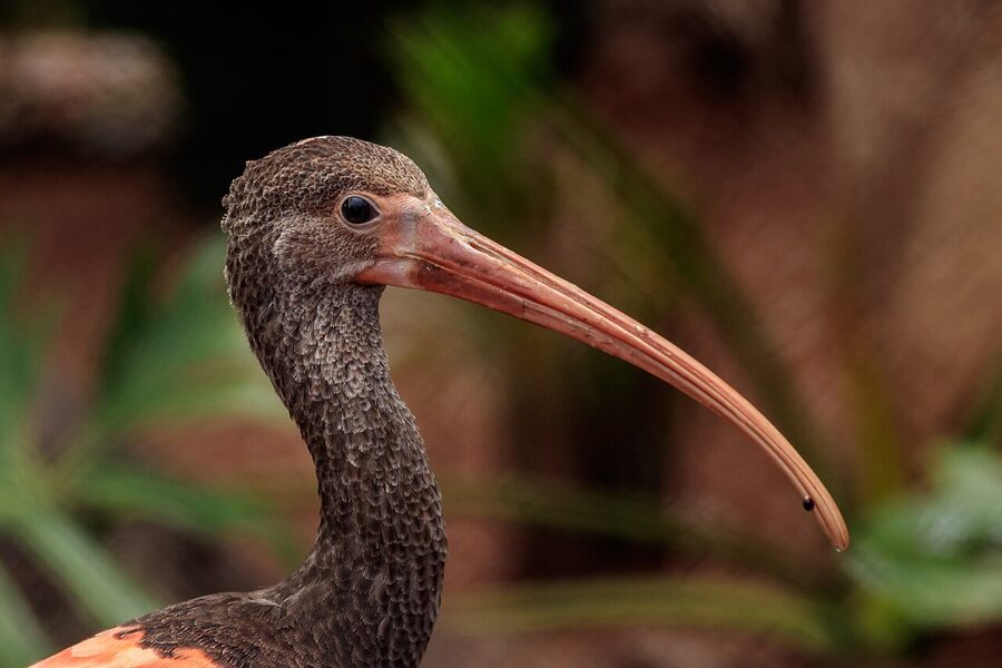 Scarlet ibis at Loro Parque Tenerife