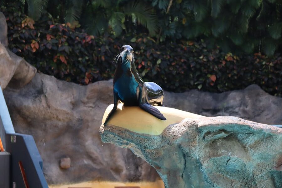 Sea lion basking on rocks at the Loro Parque outdoor exhibit