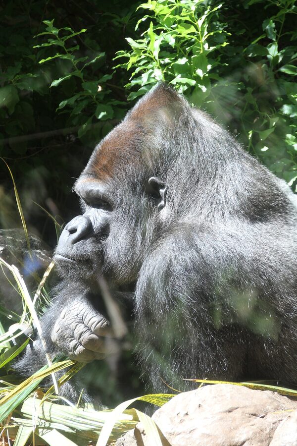 Western lowland gorilla at Loro Parque Tenerife
