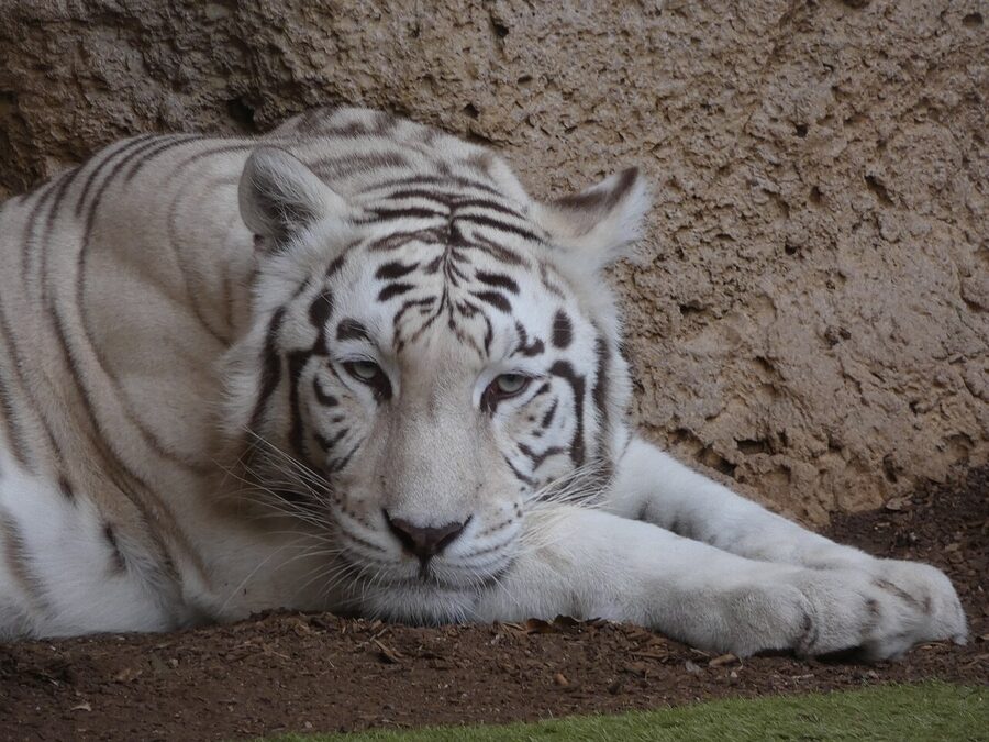 White tiger close-up at Loro Parque Tiger Island