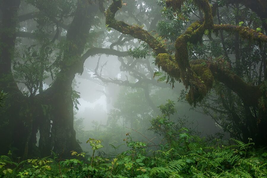 Foggy Fanal forest ancient laurel trees Madeira