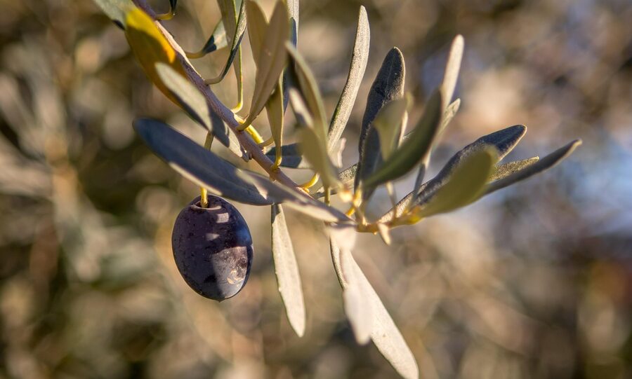 Mediterranean olive tree grove