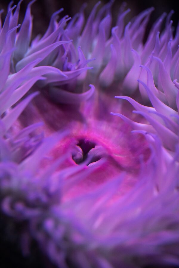 Sea anemone at Lisbon Oceanarium