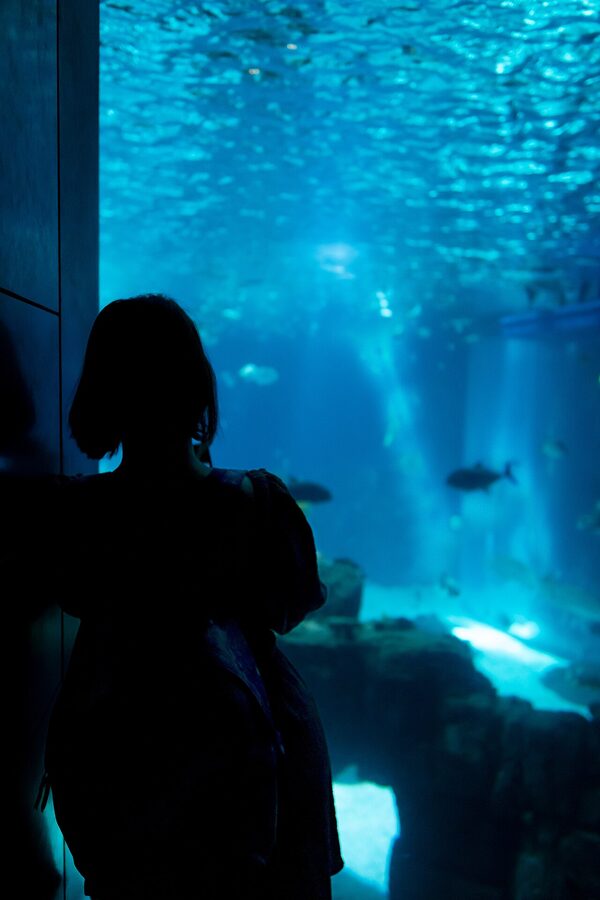 Fish school swimming at Lisbon Oceanarium