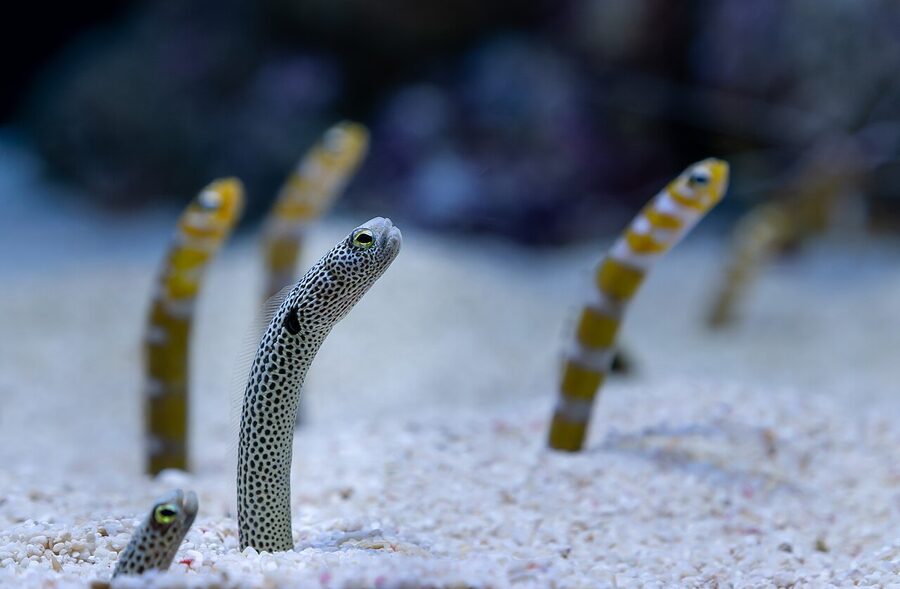 Garden eels at Lisbon Oceanarium