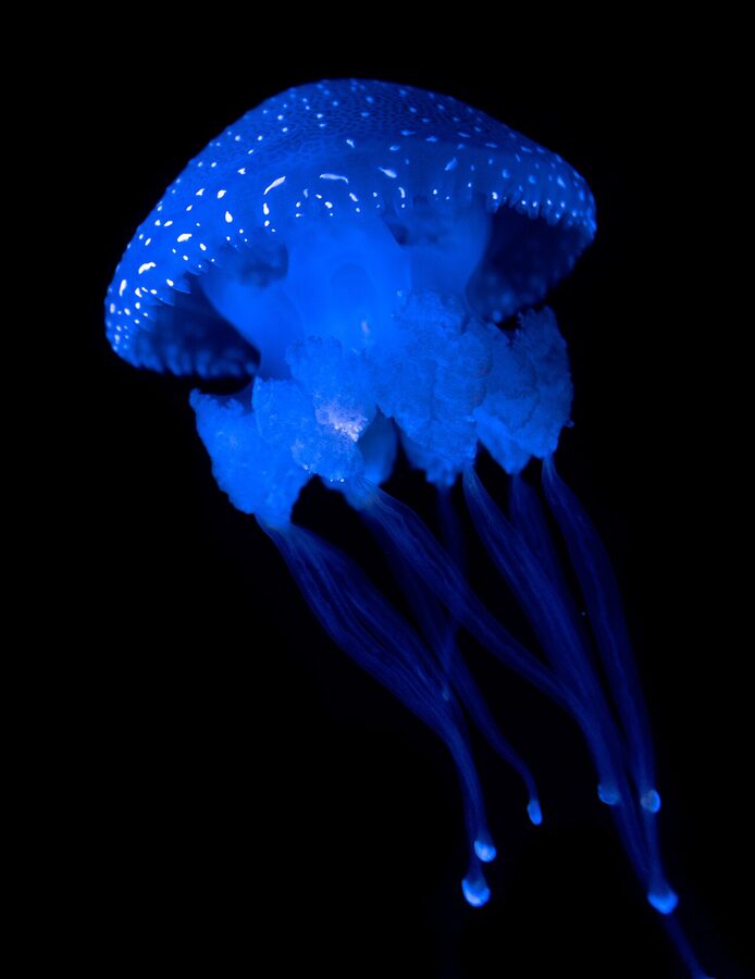 Jellyfish gallery Lisbon Oceanarium blue light