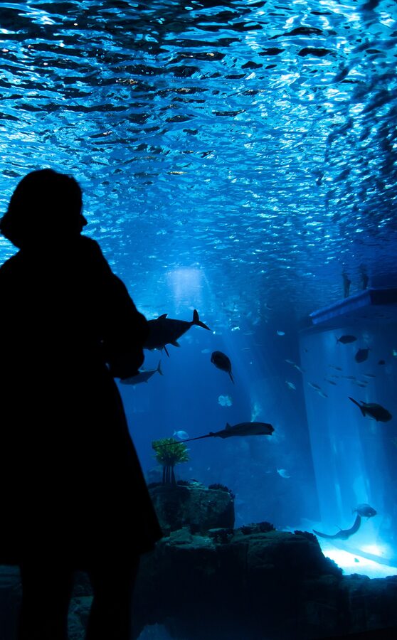 Ray and fish in the central tank at Lisbon Oceanarium