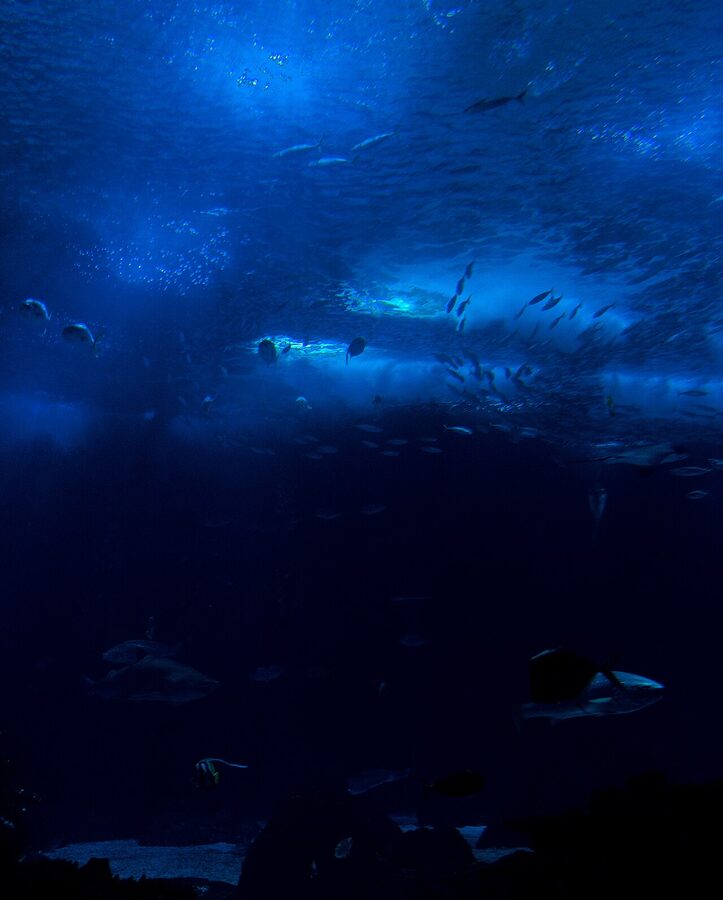 Reef fish at Lisbon Oceanarium Indian Ocean tank