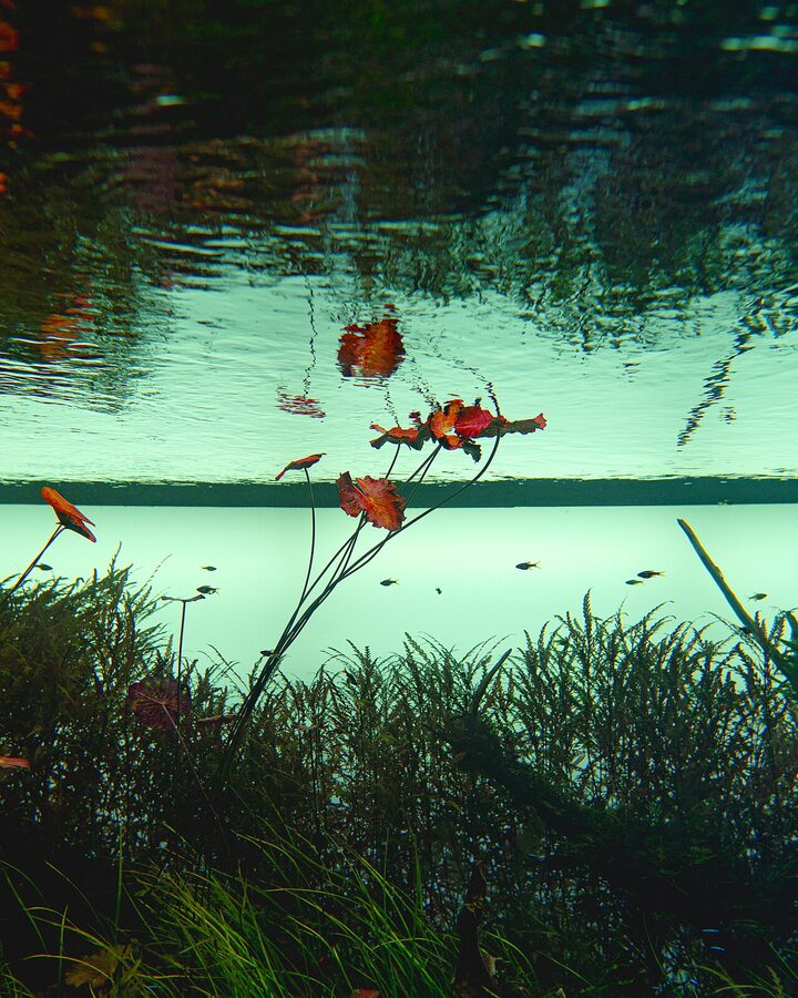Shark swimming at Lisbon Oceanarium