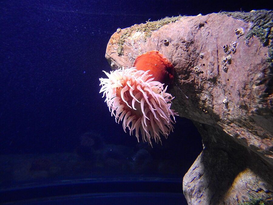 Visitors at Lisbon Oceanarium April 2019