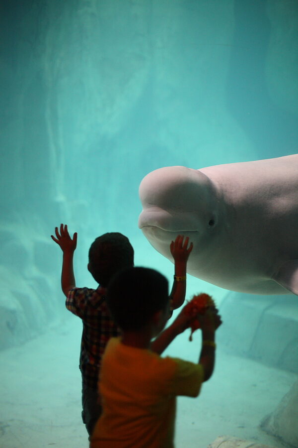 Beluga whale at Oceanografic Valencia in the Arctic section