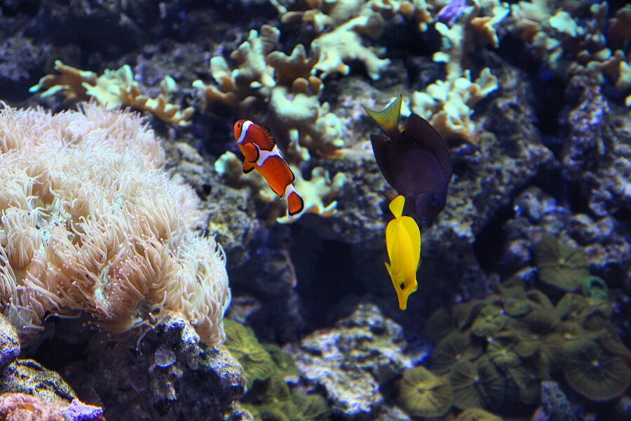 Clownfish in the Tropical pavilion at Oceanografic Valencia