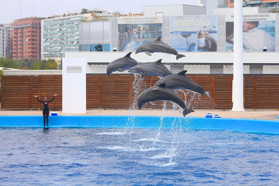 Dolphin show at the Oceanografic Valencia Dolphinarium