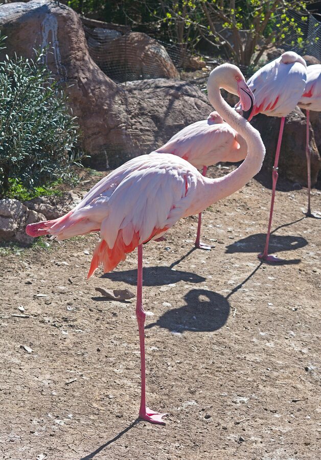 Greater flamingos at Oceanografic Valencia Wetlands section