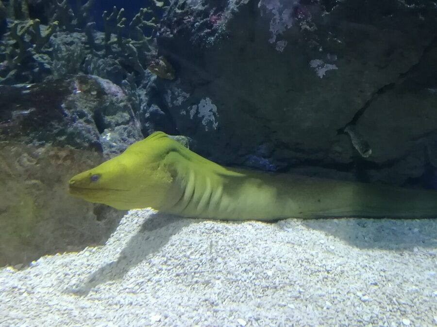 Green moray eel in the tropical reef section at Oceanografic Valencia