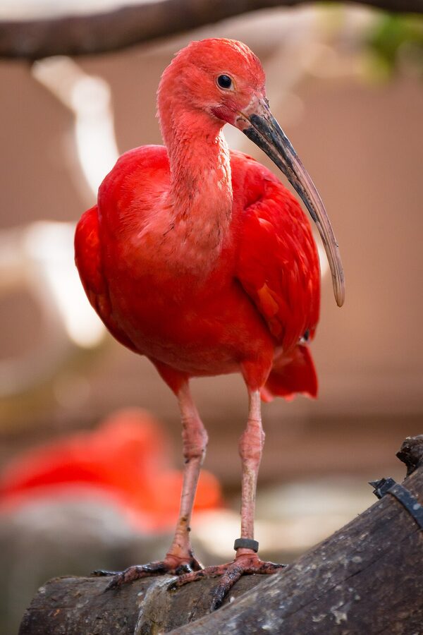 Scarlet ibis in the Wetlands aviary at Oceanografic Valencia