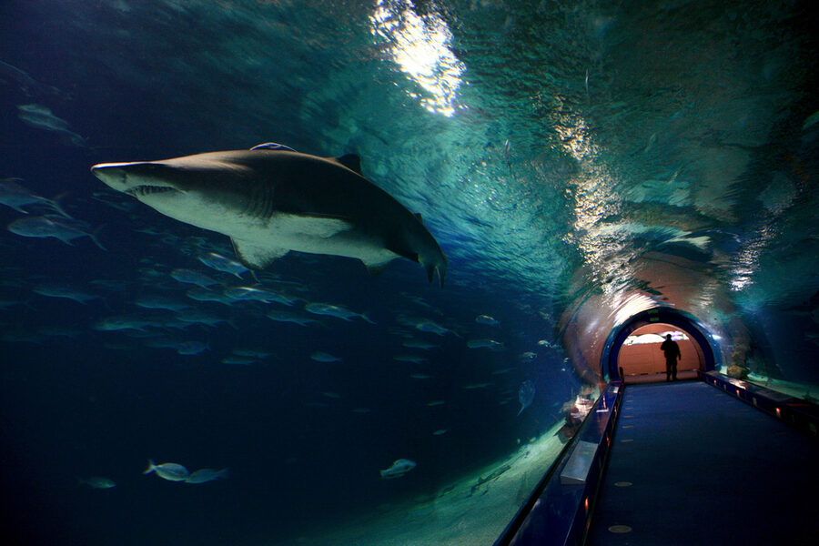 Túnel de Océanos shark tunnel at Oceanografic Valencia