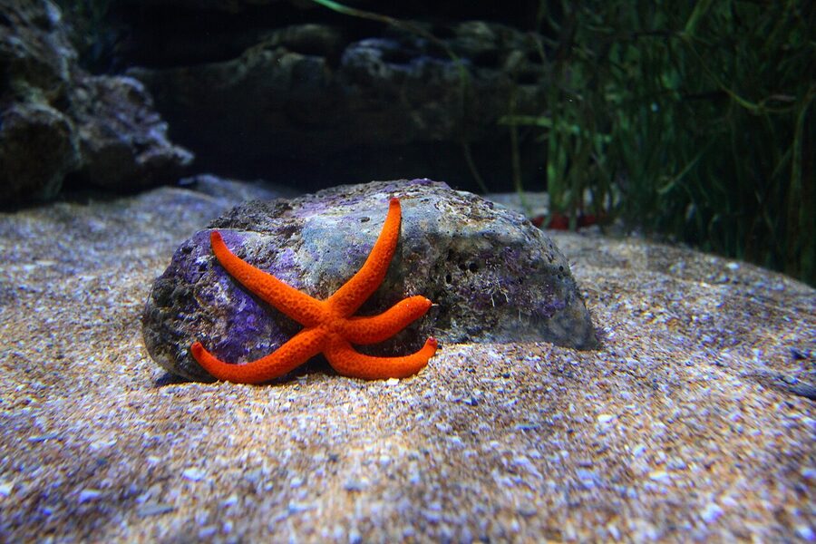 Mediterranean red sea star starfish at Oceanografic Valencia