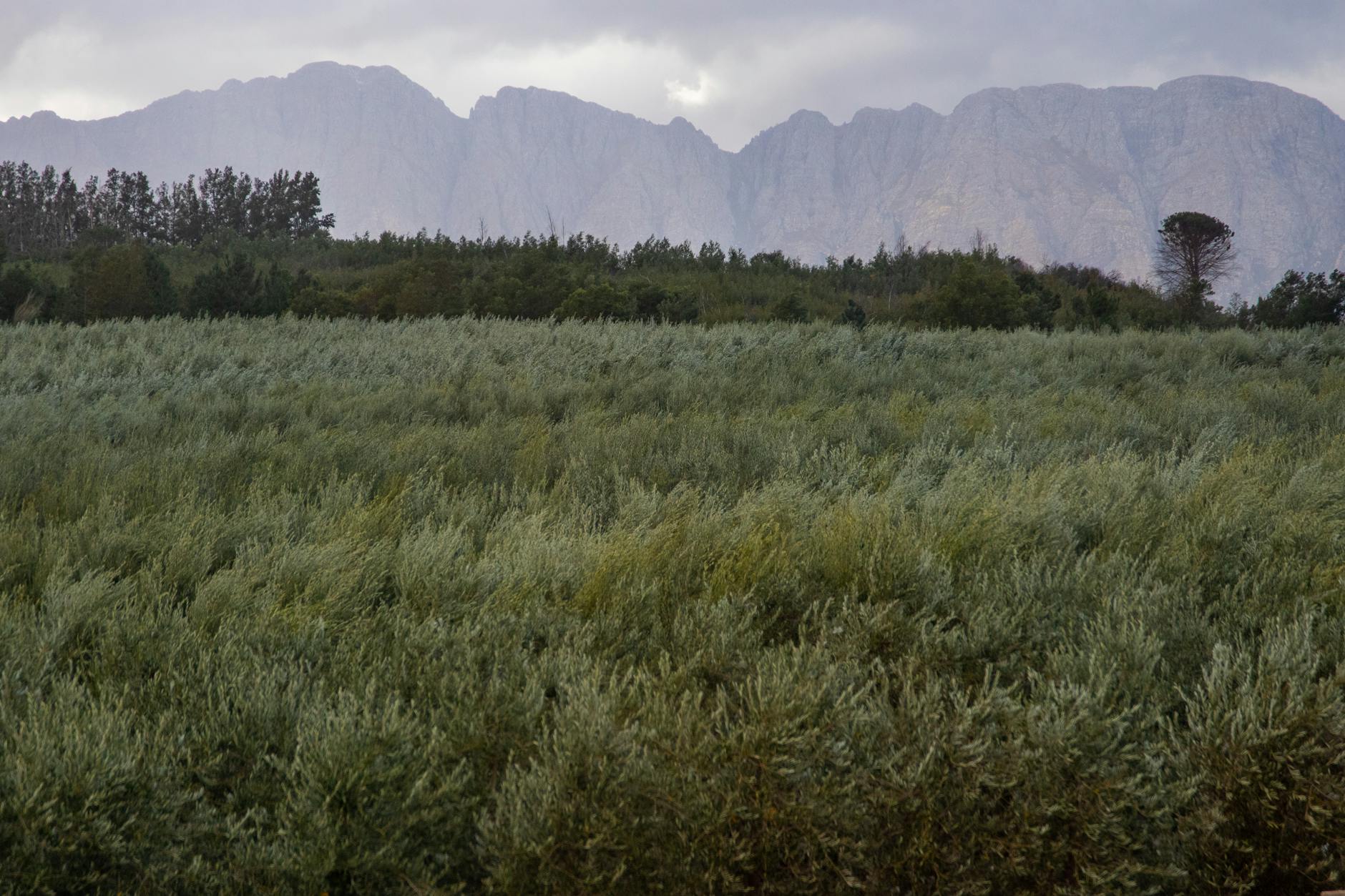 Olive orchard with rolling hills in Greece