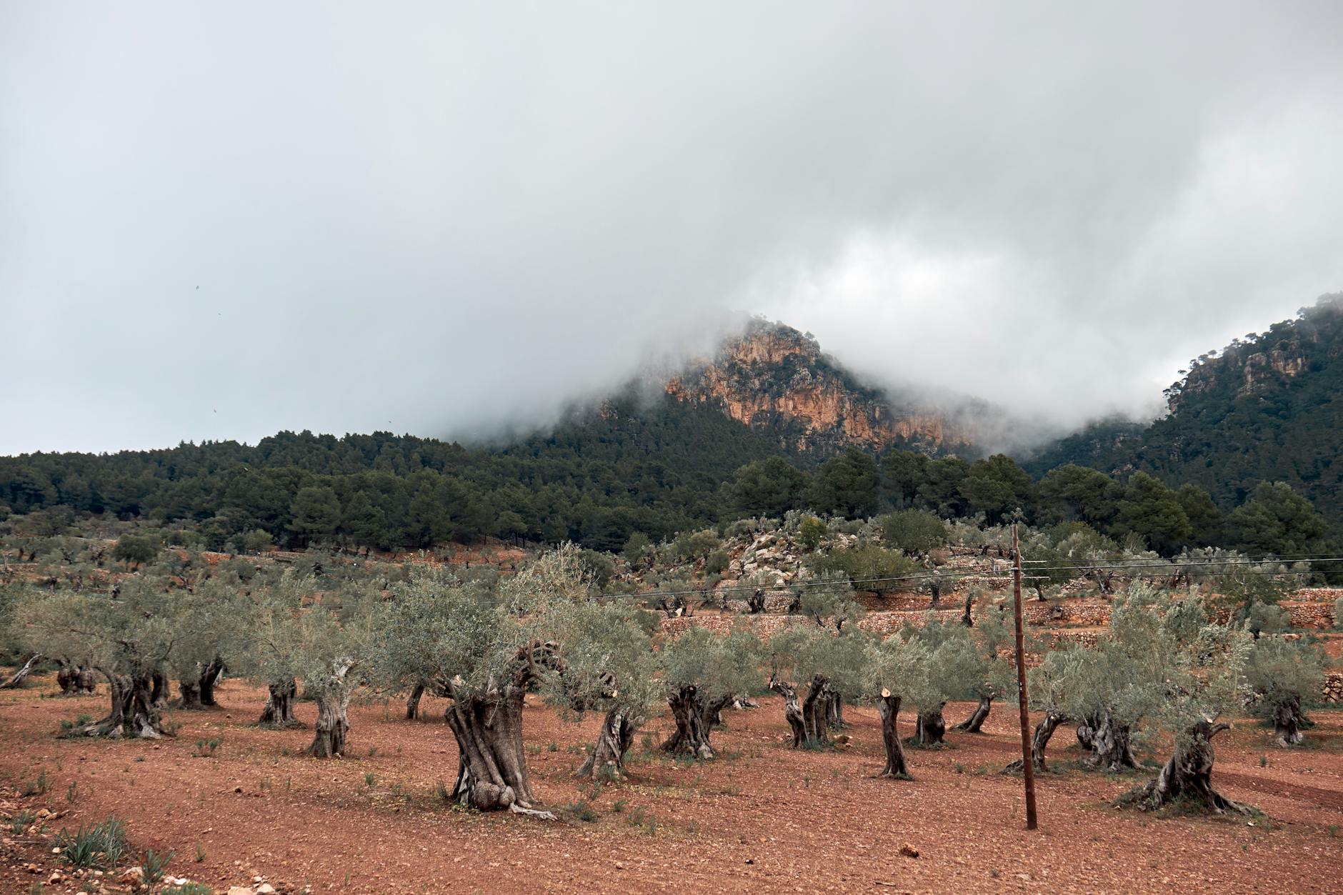 Olive trees with foggy mountain landscape in Greece