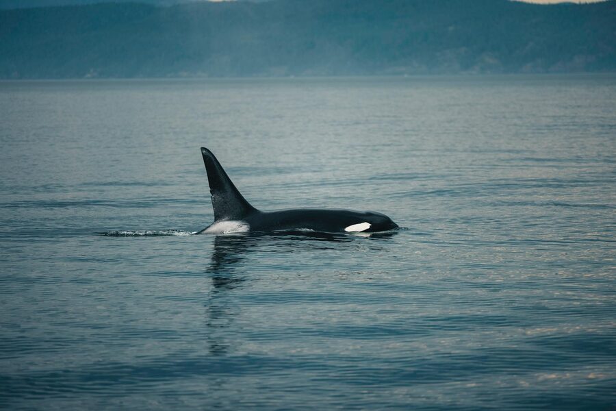 Orca gliding through calm ocean waters