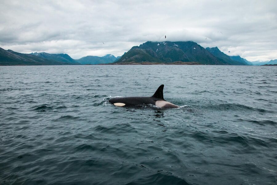 Orca dorsal fin against mountain backdrop in Nordland, Norway