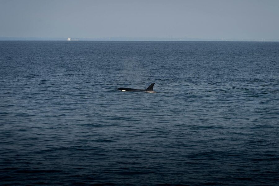 Orca dorsal fin cutting through open ocean water