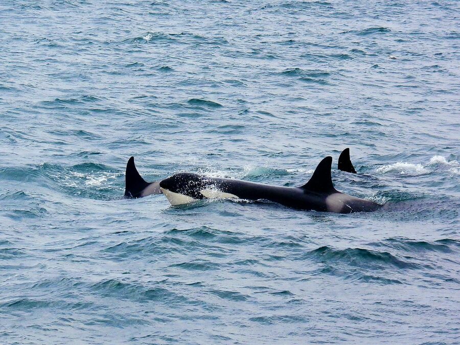 Pod of orcas at the ocean surface in northern waters