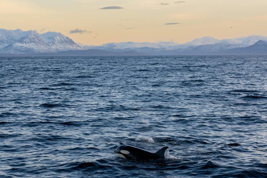 Orca swimming at sunset with snow-covered mountains and golden light