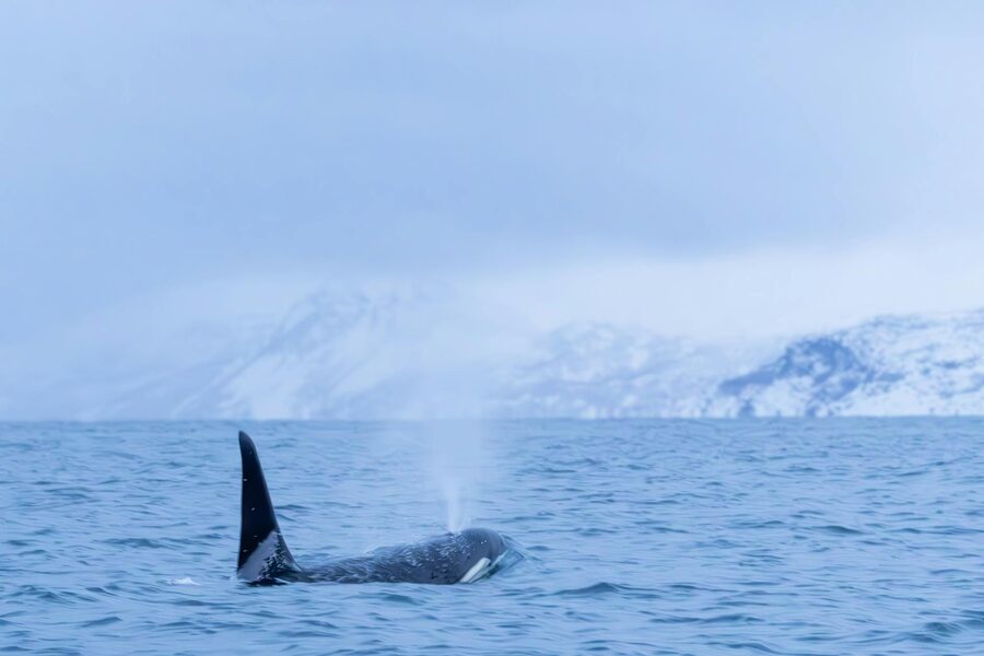Orca whale surfacing in cold icy waters with snow-capped mountains behind