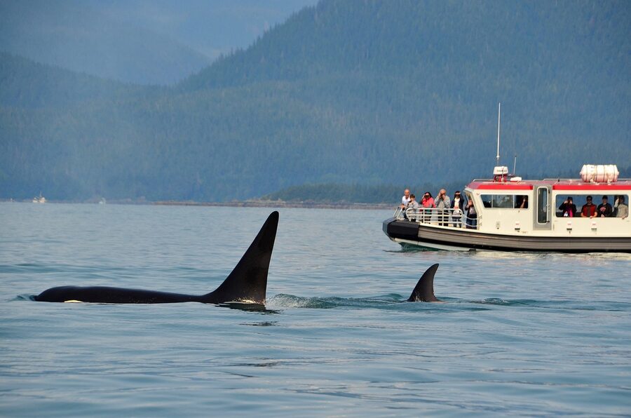 Orcas spotted during a whale watching tour in a fjord
