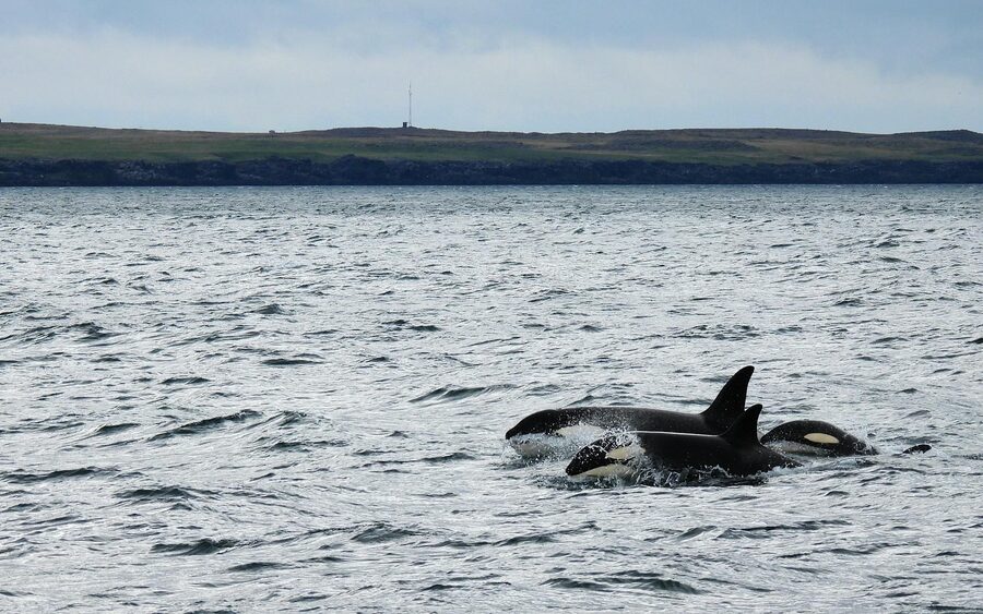 Orcas swimming through cold northern waters
